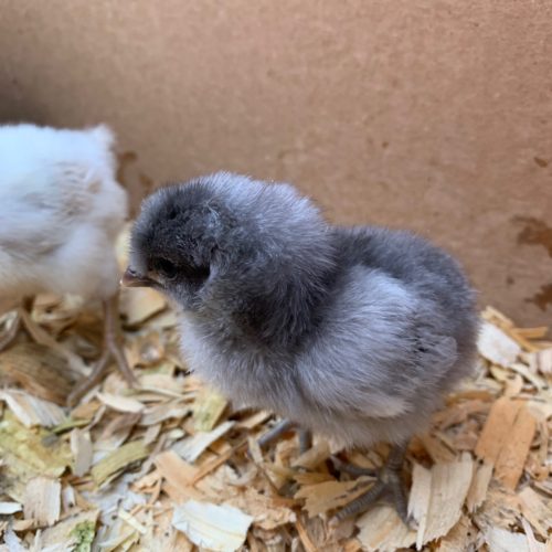 How To Get Started With Baby Chicks – She's Rooted Home