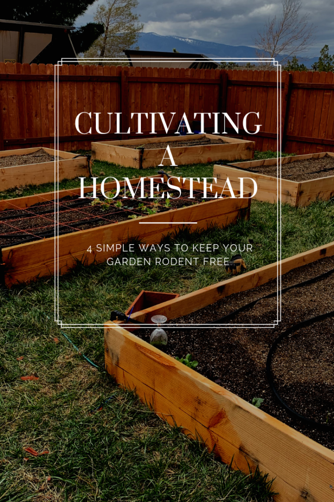 4 Simple Ways To Keep Your Garden Rodent Free