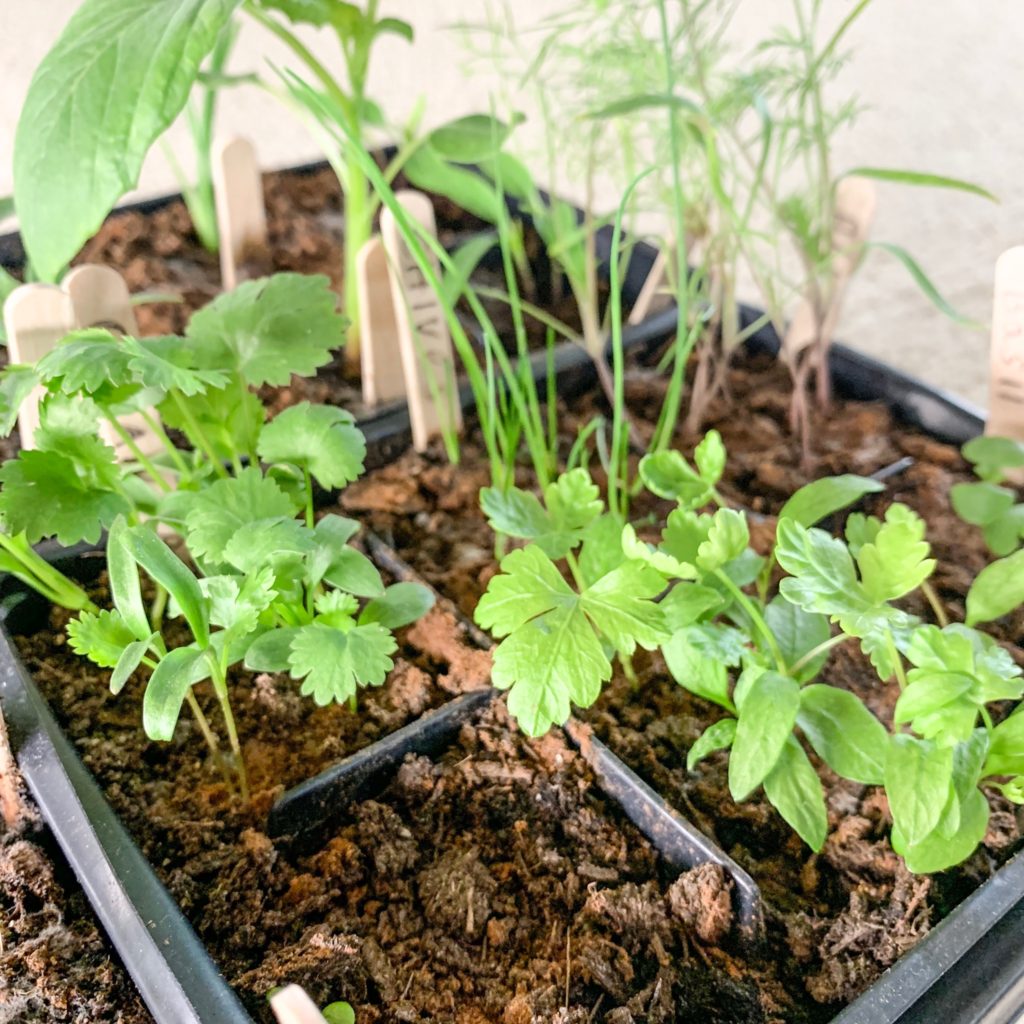 How To Start A Garden From Seed
