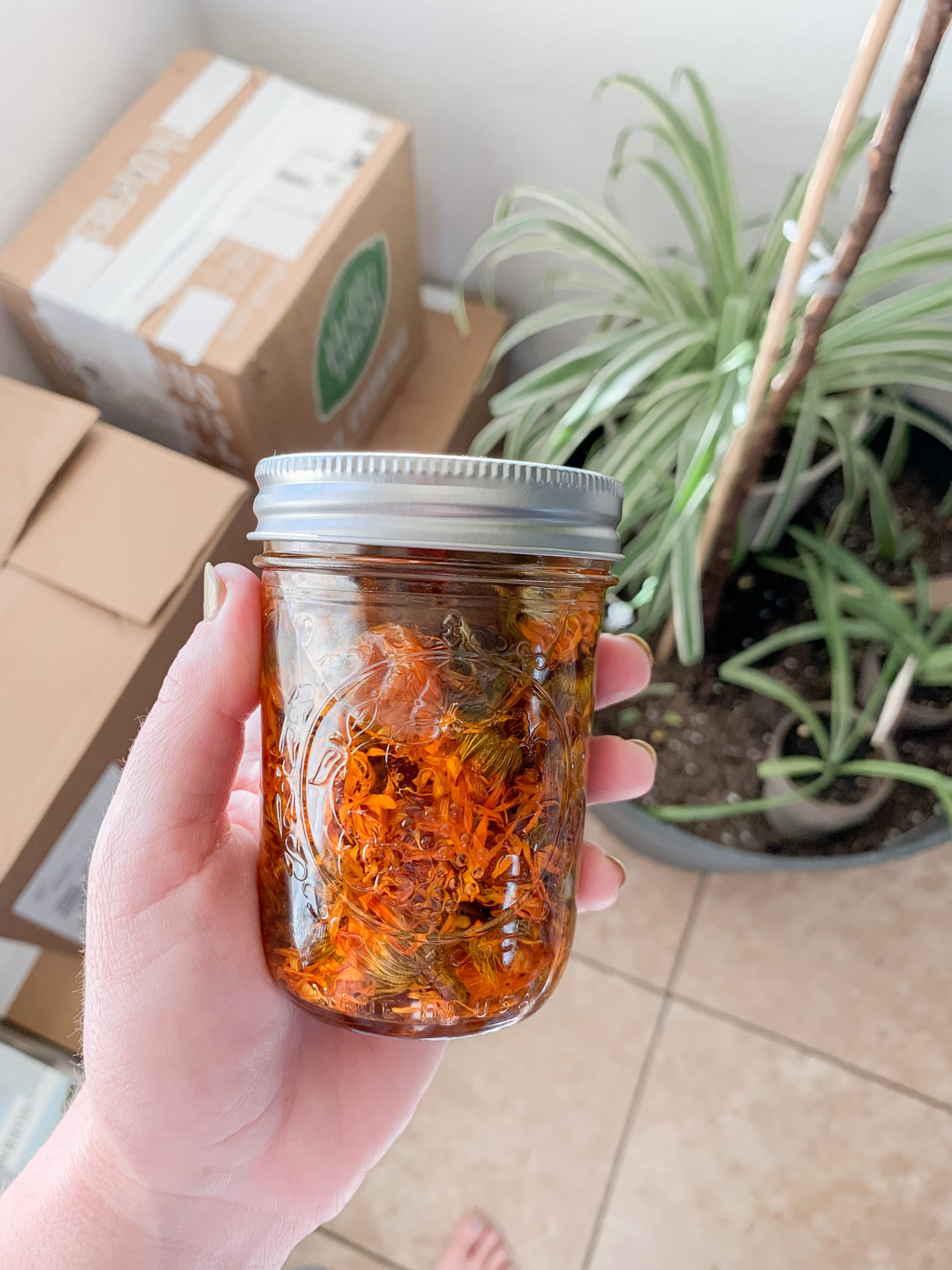 How To Make Calendula Salve – She's Rooted Home