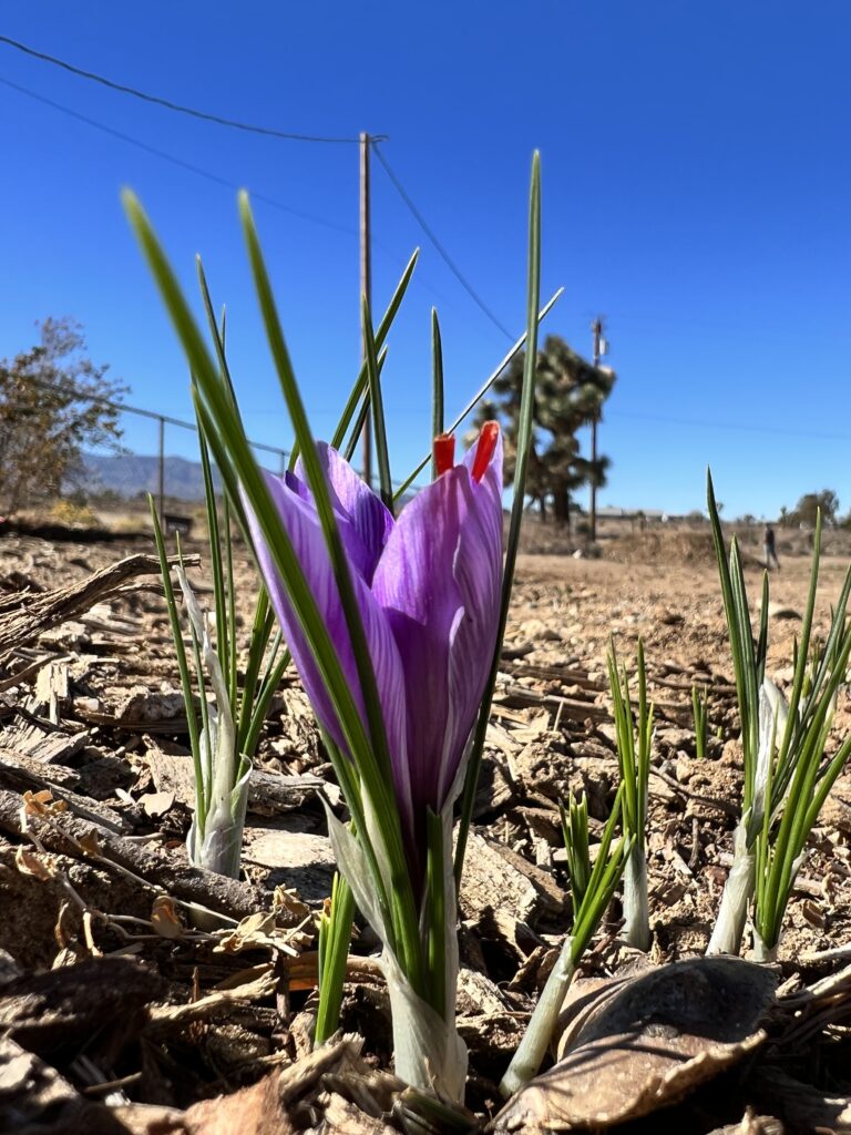 Southern California Premier Saffron Farm – She's Rooted Home